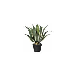 570390 Agave americana Kunststofftopf 170 x 140 - Kaiserkraft