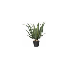 Kaiserkraft - 570389 Agave americana Kunststofftopf 150 x 130