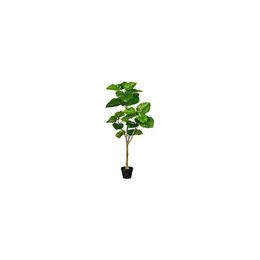 656230 Ficus umbellata im Kunststofftopf Höhe - Kaiserkraft