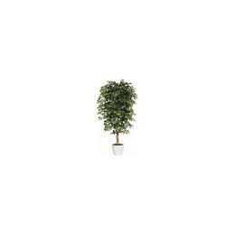 Kaiserkraft - 122115 Ficus benjamina Naturstamm mit