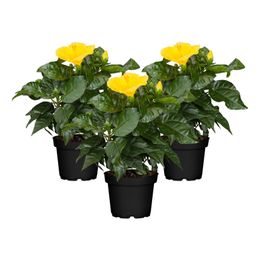 Hibiscusblüten - Hibiscus Longlife, Höhe 30-35 cm, Ø 13 cm Topf, 3er Set