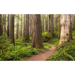 Komar Vliestapete "Redwood Trail" Tapeten Gr. B/L: 450 m x 280 m, Rollen: 1 St., bunt Vliestapeten