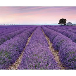 Komar Vliestapete "Provence" Tapeten Gr. B/L: 300 m x 250 m, Rollen: 1 St., lila Blumentapeten