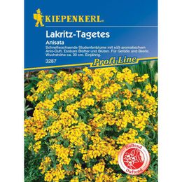 Studentenblumen Lakritz-Tagetes Anisata - Blumensamen - Kiepenkerl