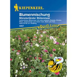 Blumenmischung Münsterländer Blütenmeer - Blumensamen - Kiepenkerl