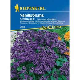 Heliotropium Vanilleblume Vanillezauber - Blumensamen - Kiepenkerl