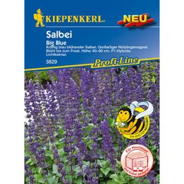 Salbei Big Blue - Blumensamen - Kiepenkerl