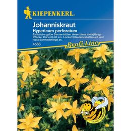 Kiepenkerl - Johanniskraut - Kräutersamen