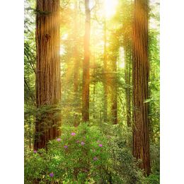 Komar Vliestapete "Redwood" Tapeten Gr. B/L: 200 m x 260 m, Rollen: 1 St., bunt (bunt, grün, blau) Vliestapeten