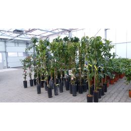 Mango 160 - 180 cm Mangifera indica veredelt Mangobaum tropische Früchte Pflanze