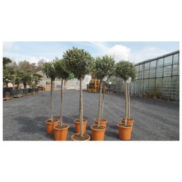 Olivenbaum Olive 110 - 140 cm Hochstamm, beste Qualität, winterhart