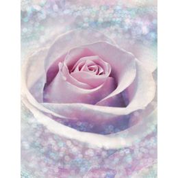 Komar Vliestapete "Delicate Rose" Tapeten Gr. B/L: 200 m x 260 m, Rollen: 1 St., bunt (bunt, weiß, blau) Blumentapeten