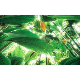 Komar Vliestapete "Dschungeldach II" Tapeten Gr. B/L: 450 m x 280 m, Rollen: 1 St., grün Blumentapeten