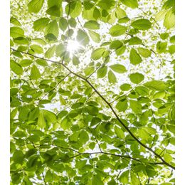 Komar Vliestapete "Im Frühlingswald" Tapeten Gr. B/L: 250 m x 280 m, Rollen: 1 St., grün (grün, weiß) Vliestapeten
