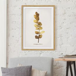 MICASIA - Bild mit Rahmen - Gold - Eukalyptus Größe HxB: 24cm x 18cm, Rahmen: Eiche