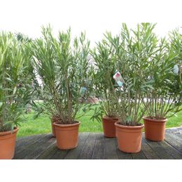 XXL Oleander 150-180 cm Busch Nerium Rosenlorbeer, Ø 100 cm, rot, rosa oder weiß