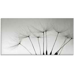 Glasbild Artland "Pusteblumen-Samen I" Bilder Gr. B/H: 100 cm x 50 cm, Blumen, 1 St., grau Glasbilder