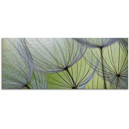 Glasbild Artland "Pusteblumen-Samen II" Bilder Gr. B/H: 125 cm x 50 cm, Blumen, 1 St., grün Glasbilder
