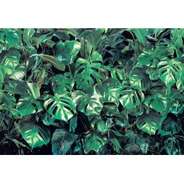 Komar Fototapete "Verdure" Tapeten Gr. B/L: 368 m x 254 m, Rollen: 8 St., grün Fototapeten Blumen