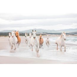 Komar Fototapete "White Horses" Tapeten Gr. B/L: 368 m x 254 m, Rollen: 8 St., weiß (weiß, beige) Fototapeten Meer