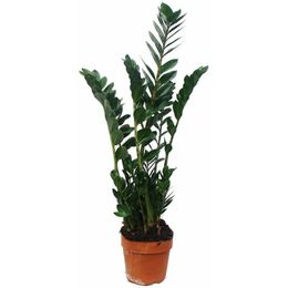 Exotenherz - Zamioculcas zamiifolia, Glücksfeder 17cm Topf