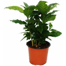 Kaffeepflanze - Coffea arabica - 1 Pflanze - pflegeleicht - luftreinigend - 12cm Topf - Exotenherz