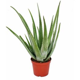 Exotenherz - Aloe Vera - ca. 7-8 Jahre alt - 21cm Topf, riesige und sehr alte Pflanze