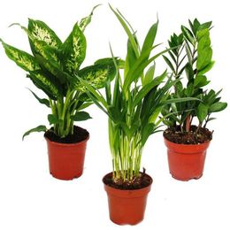 Exotenherz - Zimmerpflanzen-Set - Dieffenbachia - Dypsis lutescens - Zamioculcas - 3 Pflanzen - pflegeleicht - luftreinigend - 12cm Topf