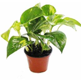 Efeutute - Scindapsus - Epipremnum - 12cm Topf - Zimmerpflanze