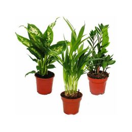 Exotenherz - Zimmerpflanzen-Mix i 3er Set, 1x Dieffenbachia, 1x Areca-Palme (Chrysalidorpus) 1x Zamio-Palme (Zamioculcas), 10-12cm Topf