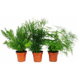 Exotenherz - Zierspargel - 3er Set - 3 verschiedene Asparagus Pflanzen