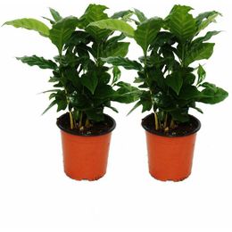 Kaffee Pflanze (Coffea arabica) 2 Pflanze - Zimmerpflanze