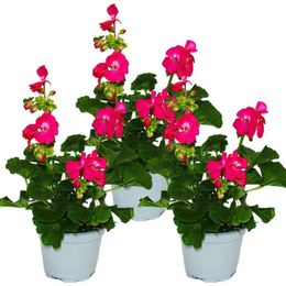 Geranien stehend - Pelargonium zonale - 12cm Topf - Set mit 3 Pflanzen - pink