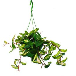 Exotenherz - Zimmerpflanze zum Hängen - Hoya carnosa rubra - Porzellanblume - Wachsblume 14cm Ampel