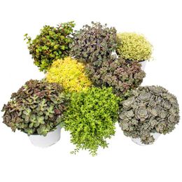 Exotenherz - 8 Winterharte Sedum-Pflanzen - Fetthenne - abwechslungsreiches Farbspiel