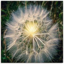 Artland Leinwandbild Pusteblume Makroaufnahme mit Licht, Blumenbilder (1 St), auf Keilrahmen gespannt, weiß