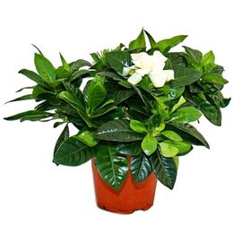 Gardenie - Duftende Blütenpflanze mit creme-weiß farbenen Blüten, 12cm Topf