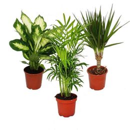 Zimmerpflanzen-Set - Dieffenbachia - Chamaedorrea elegans- Dracaena marginata - 3 Pflanzen - pflegeleicht - luftreinigend - 12cm Topf - Exotenherz
