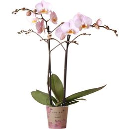 Kolibri Orchideen - Rosa Phalaenopsis Orchidee - Kikion - Topfgröße 12cm - frisch vom Züchter