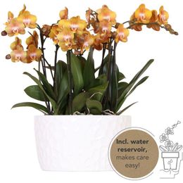 Orange Orchideen-Set in Honigschale inkl. Wasserreservoir - drei orange Orchideen Las Vegas12cm - Mono Bouquet weiß - Kolibri Orchids