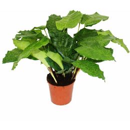 Schattenpflanze mit ausgefallenem Blattmuster - Calathea musaica Network - 14cm Topf - ca. 40cm hoch