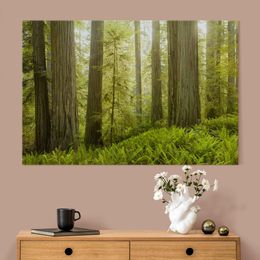 Akustikbild Redwood State Park Waldblick