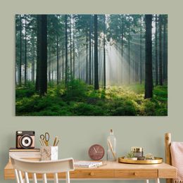 Akustikbild Enlightened Forest