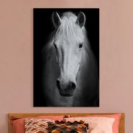 Akustikbild Dream of a Horse
