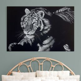 Akustikbild Tiger im Sonnenlicht vor Schwarz