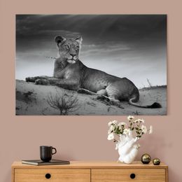 Akustikbild Resting Lion