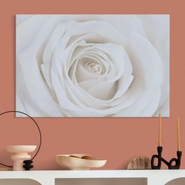 Akustikbild Pretty White Rose
