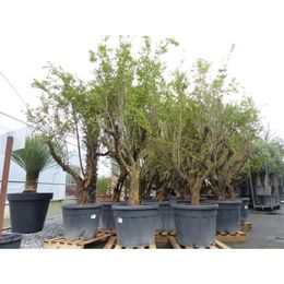 XL Punica Granatum 180-200 cm Granatapfelbaum Obstbaum Obst