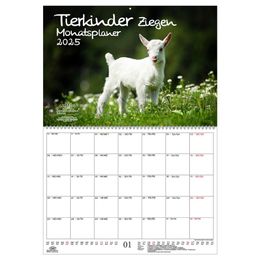 Seelenzauber Wandkalender Tierkinder Ziegen Wand- Planer Kalender 2025 DIN A2 Ziegen Zicklein