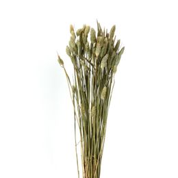 SONSTIGE Kunstpflanze Phalaris (H 60 cm)